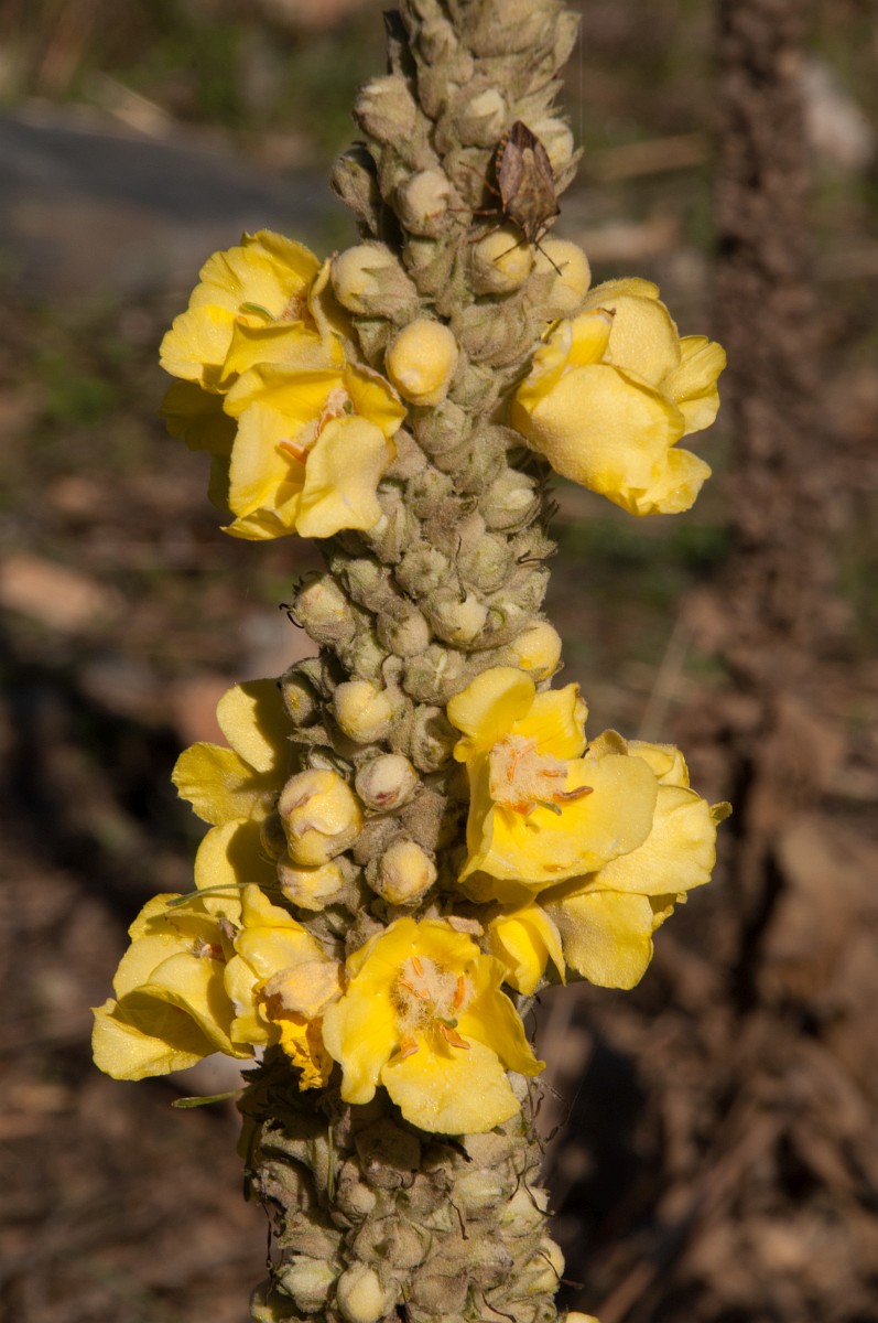 Verbascum longifolium